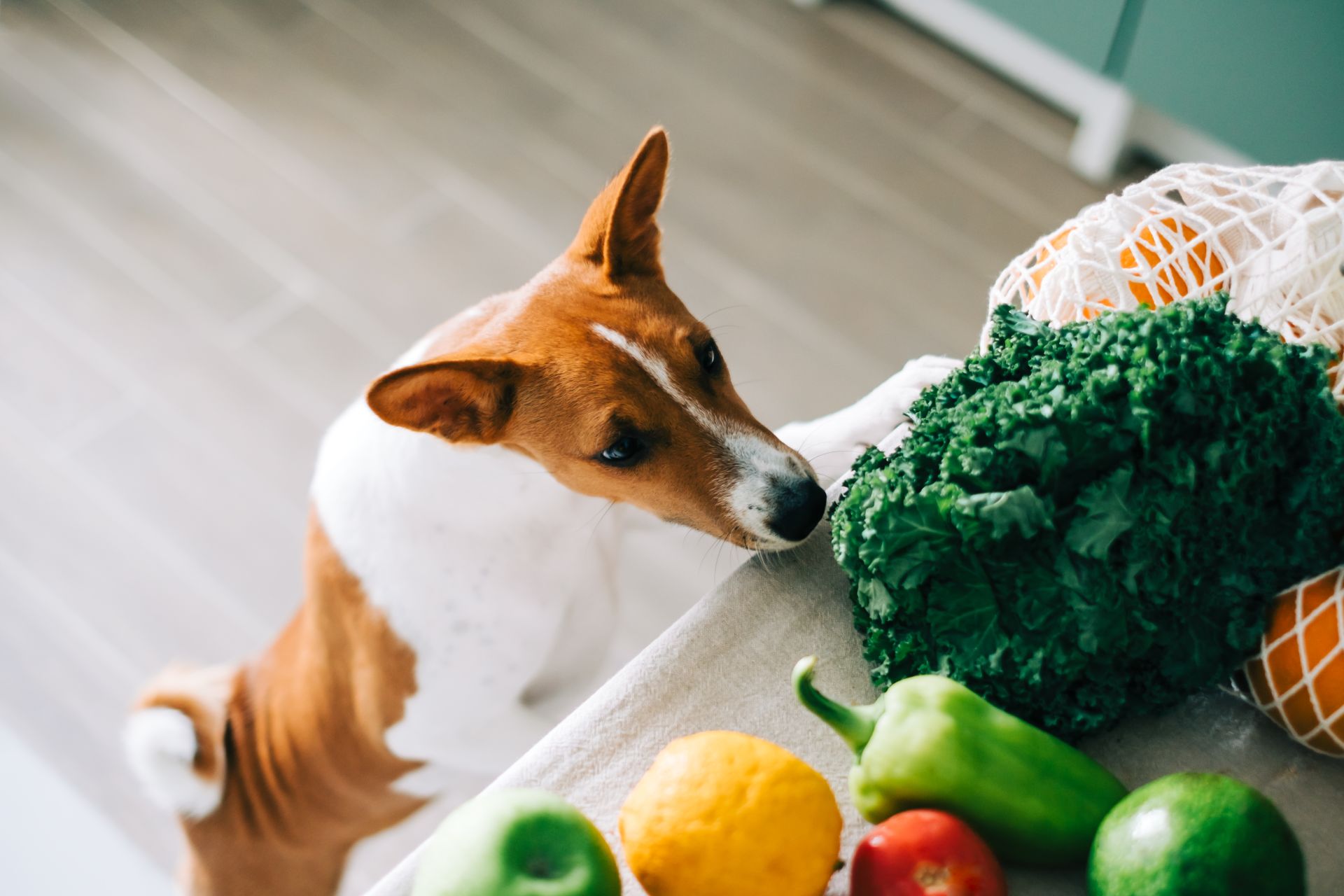 Superfood für Hunde